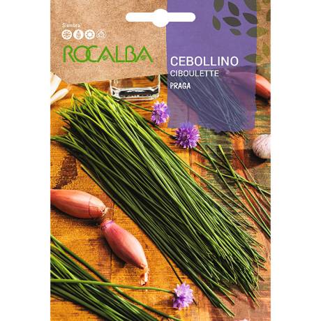 CEBOLLINO (Allium schoenoprasum)